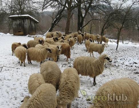 Ovce Lička pramenka - prodaja - Domaće životinje - Poljoprivredni oglasnik | Agroklub.com