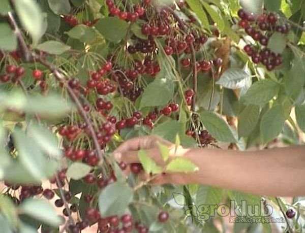 VIŠNJA-MARAŠKA - Poljoprivredni proizvodi - Poljoprivredni oglasnik ...