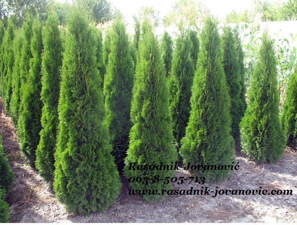 Cetinari - Sadni materijal - Poljoprivredni oglasnik | Agroklub.ba