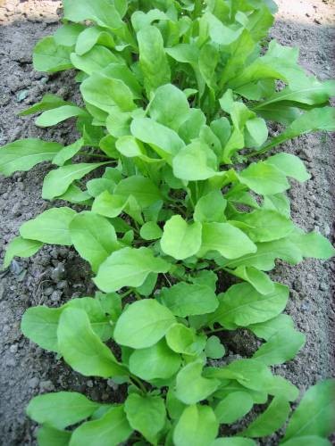 Eko povrće - Rikula - Poljoprivredni proizvodi - Poljoprivredni ...