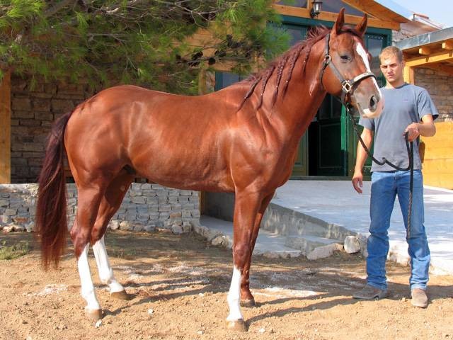 Quarter konj i kobila - Domaće životinje - Poljoprivredni oglasnik ...
