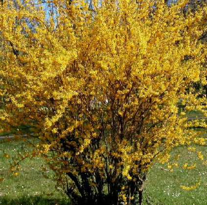 Forsythia x intermedia - Forzicija - sadnica - Ukrasno bilje ...