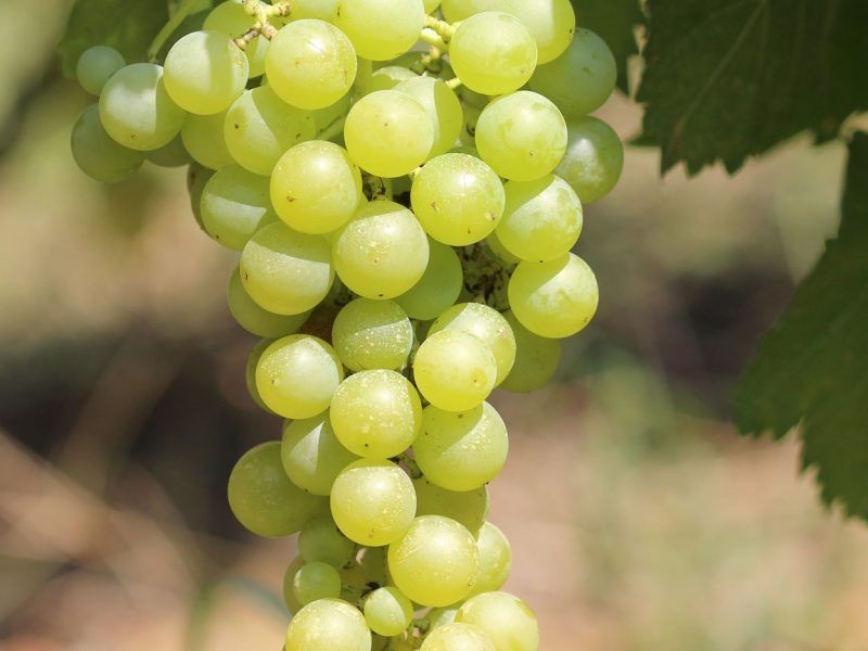 Grozdje belo vinsko - Vina, likeri i rakije - Poljoprivredni oglasnik ...