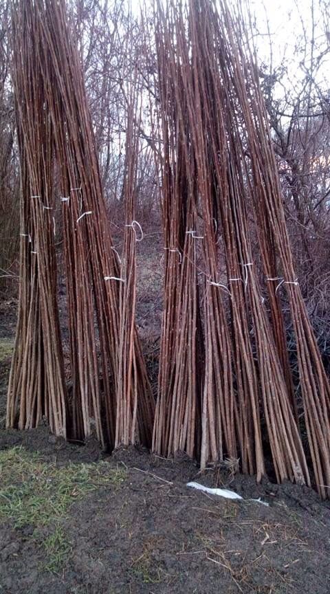sadnice topole - Sadni materijal - Poljoprivredni oglasnik | Agroklub.com