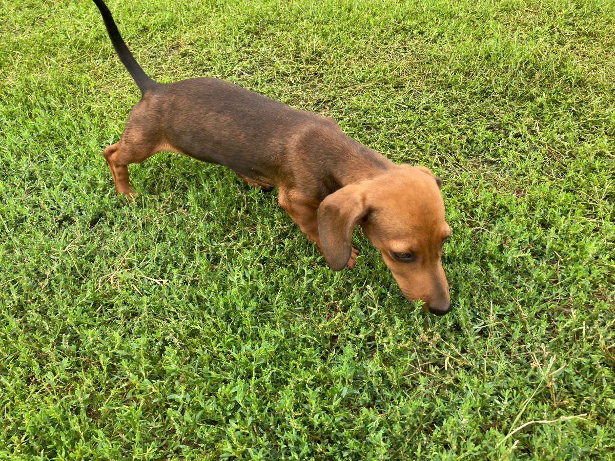 Jazavicari na prodaju - Domaće životinje - Poljoprivredni oglasnik ...
