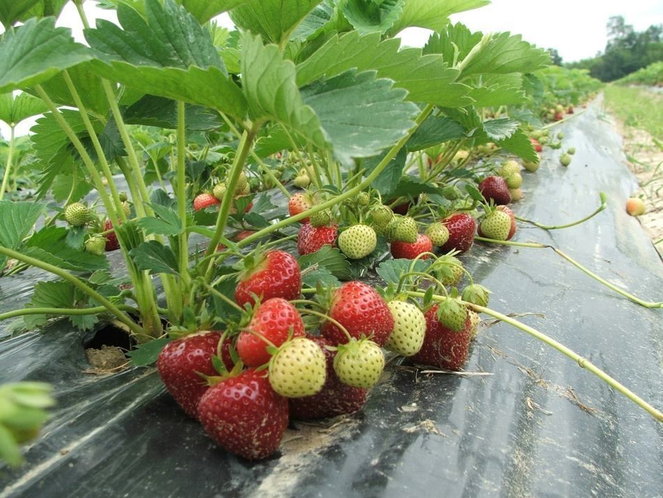 Kalifornijske gliste-prodaja mini legla, glistenjaka i glista za ...