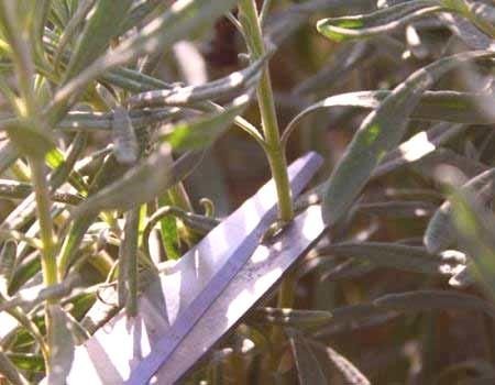 Lavanda reznice - Sadni materijal - Poljoprivredni oglasnik | Agroklub.com