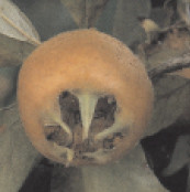 Domaća - Sadnice - Mušmula - Voćne sadnice - Poljoprivredni oglasnik ...