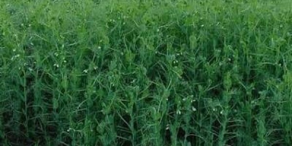 Stocni grasak - Stočna hrana - Poljoprivredni oglasnik | Agroklub.com