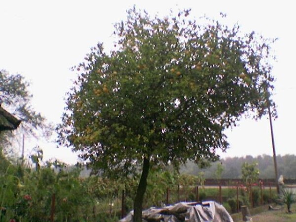 Sibirski limun - sadnice - Voćne sadnice - Poljoprivredni oglasnik ...
