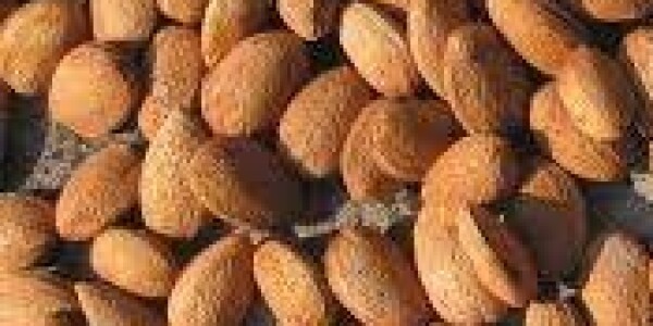 Bajam - Aromatični - sadnice - Voćne sadnice - Poljoprivredni oglasnik ...