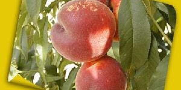 Breskva - Spring crest - sadnice - Voćne sadnice - Poljoprivredni ...