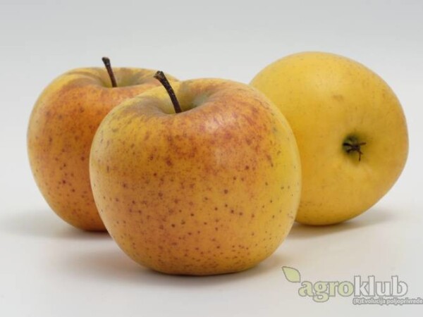 Orion sorta jabuke - Voćne sadnice - Poljoprivredni oglasnik | Agroklub.com