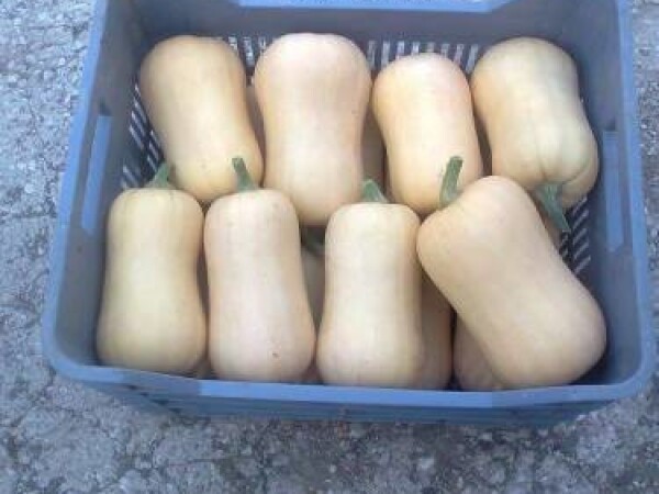 Butternut muškatna tikva - Poljoprivredni proizvodi - Poljoprivredni ...