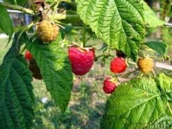 Sadnice malina - Voćne sadnice - Poljoprivredni oglasnik | Agroklub.com