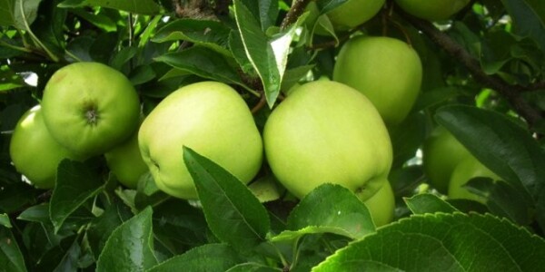 Golden Delicious Reinders ® - Sadnice - Jabuka - Voćne sadnice ...