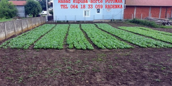 KUPUS RASAD POTOMAK - Sadni materijal - Poljoprivredni oglasnik ...