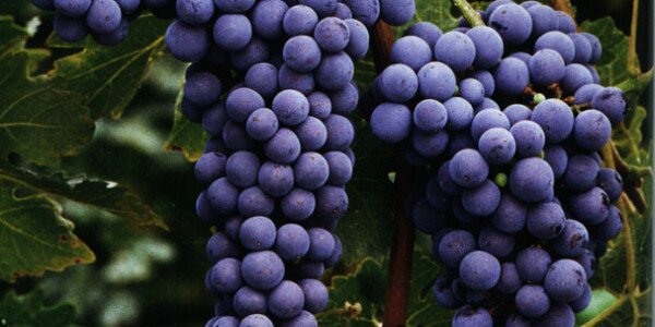 Vinske sorte grozdja - Poljoprivredni proizvodi - Poljoprivredni ...
