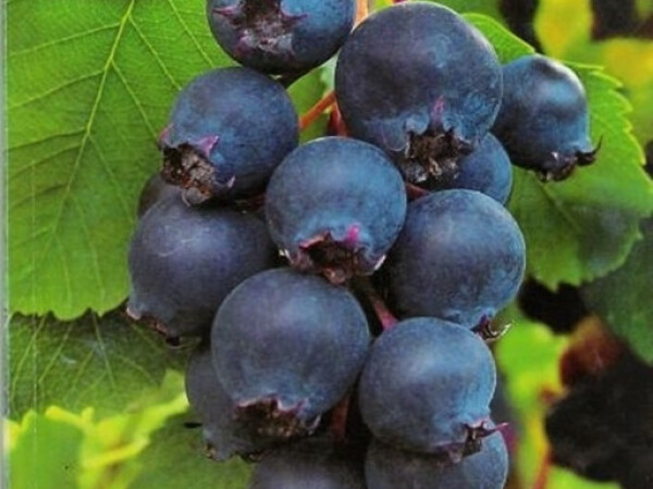 Rasadnik Lunin sad - sadnice voca - Voćne sadnice - Poljoprivredni ...