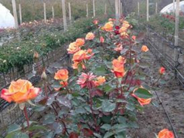 Stubaste ruze - Ukrasno bilje - Poljoprivredni oglasnik | Agroklub.com