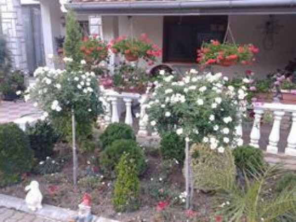 Stubaste ruze - Ukrasno bilje - Poljoprivredni oglasnik | Agroklub.com