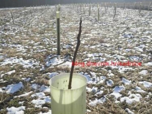 Sadnice - crni orah (Juglans nigra Američki orah) - Voćne sadnice ...