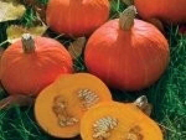 Butternut tikva - Poljoprivredni proizvodi - Poljoprivredni oglasnik ...