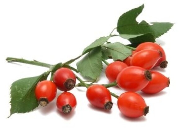 Sadnice divlje ruže, šipak - Voćne sadnice - Poljoprivredni oglasnik ...