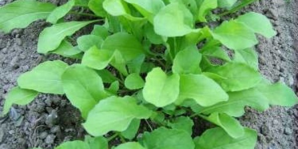 Eko povrće - Rikula - Poljoprivredni proizvodi - Poljoprivredni ...