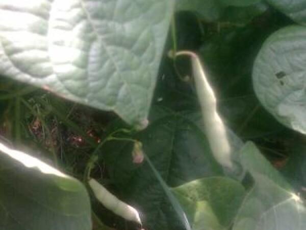 Sjeme graha - Sjemenska roba - Poljoprivredni oglasnik | Agroklub.com