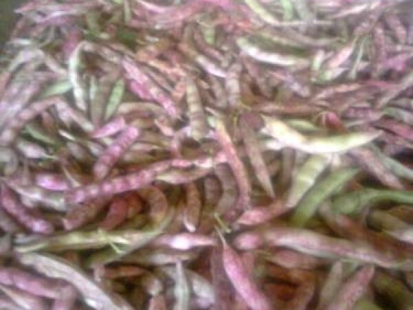 Sjeme graha - Sjemenska roba - Poljoprivredni oglasnik | Agroklub.com