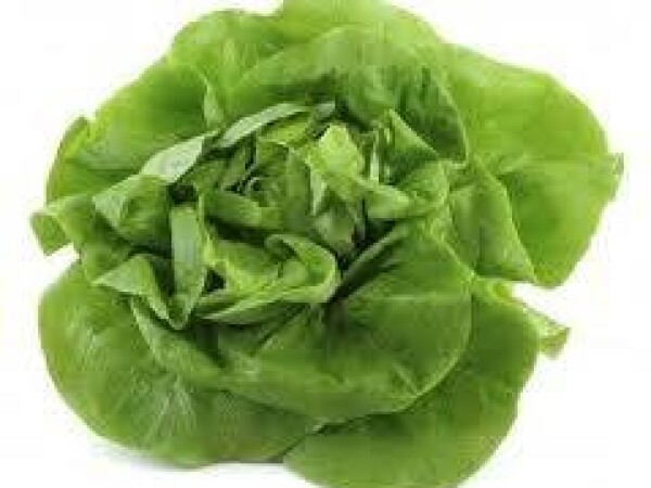 Eko povrće - Salata puterica - Poljoprivredni proizvodi ...