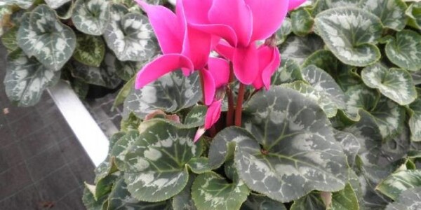 Ciklame - vrhunske - Ukrasno bilje - Poljoprivredni oglasnik | Agroklub.com