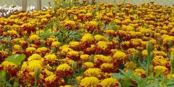 Trajnice, ljetnice - Ukrasno bilje - Poljoprivredni oglasnik | Agroklub.com