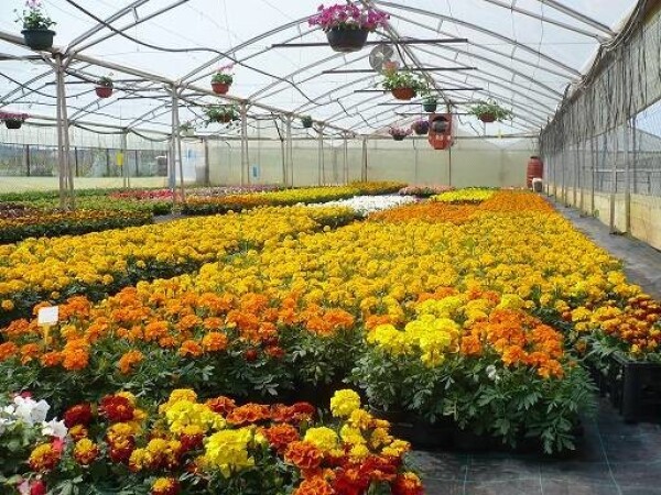 Trajnice, ljetnice - Ukrasno bilje - Poljoprivredni oglasnik | Agroklub.com