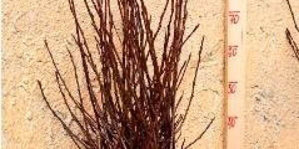 Otkup roda aronije - Voćne sadnice - Poljoprivredni oglasnik | Agroklub.com