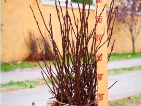 Otkup roda aronije - Voćne sadnice - Poljoprivredni oglasnik | Agroklub.com