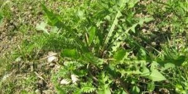 Eko divlji radić (maslačak) - Poljoprivredni proizvodi - Poljoprivredni ...