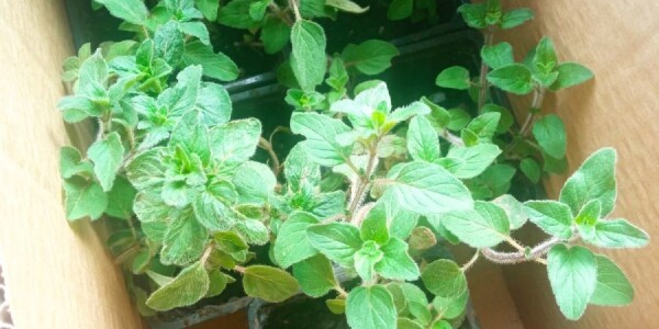 Divlji origano Sadnice (LEKOVIT, ORGANSKI) sa Suve planine - Sadni ...