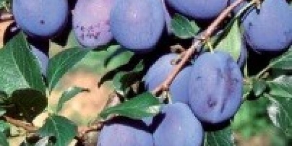 Šljiva Haganta - Voćne sadnice - Poljoprivredni oglasnik | Agroklub.rs