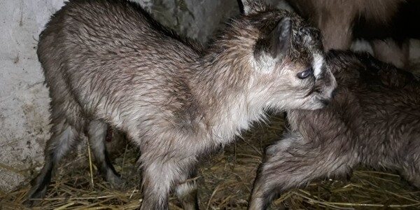 Jarici na prodaju - Domaće životinje - Poljoprivredni oglasnik ...