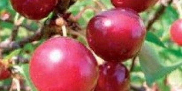 Višnja Kereška - Voćne sadnice - Poljoprivredni oglasnik | Agroklub.com