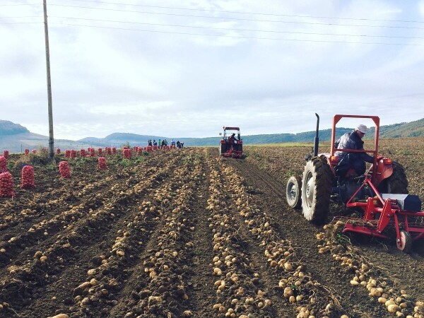 KOMPIR - Poljoprivredni proizvodi - Poljoprivredni oglasnik | Agroklub.com