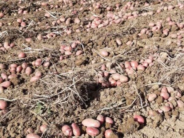 KOMPIR - Poljoprivredni proizvodi - Poljoprivredni oglasnik | Agroklub.com