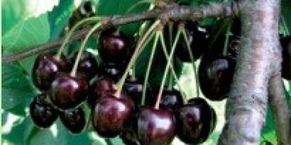 Trešnja Kordia - Voćne sadnice - Poljoprivredni oglasnik | Agroklub.com