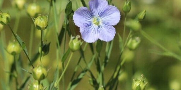 Lan Lirina (Linum usitatissimum) - Sjemenska roba - Poljoprivredni ...