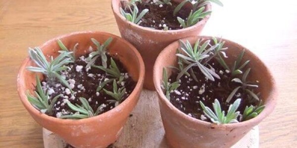 Lavanda reznice - Sadni materijal - Poljoprivredni oglasnik | Agroklub.com