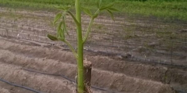 Orah - sadnice - Voćne sadnice - Poljoprivredni oglasnik | Agroklub.com