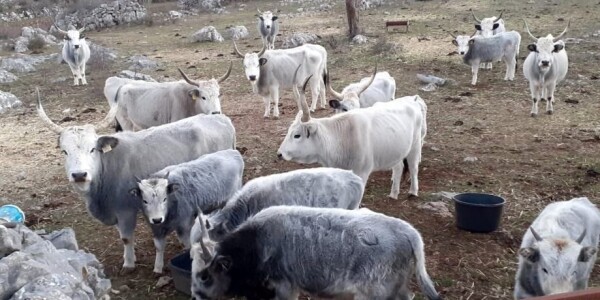 Podolci – Podolsko govedo (mađarsko sivo govedo) - Domaće životinje ...