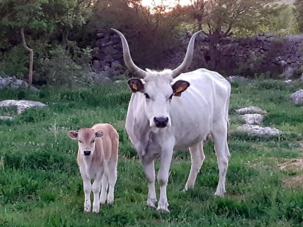 Podolci – Podolsko govedo (mađarsko sivo govedo) - Domaće životinje ...